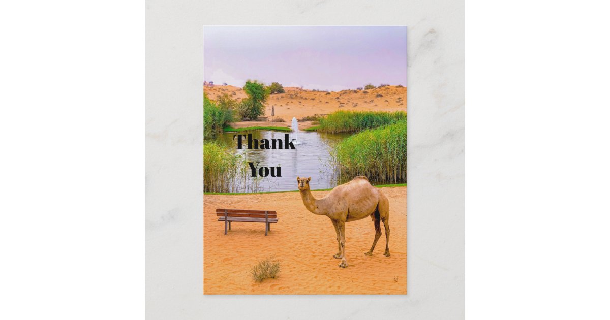 Wildlife Camel Oasis Photo Thank You Postcard | Zazzle