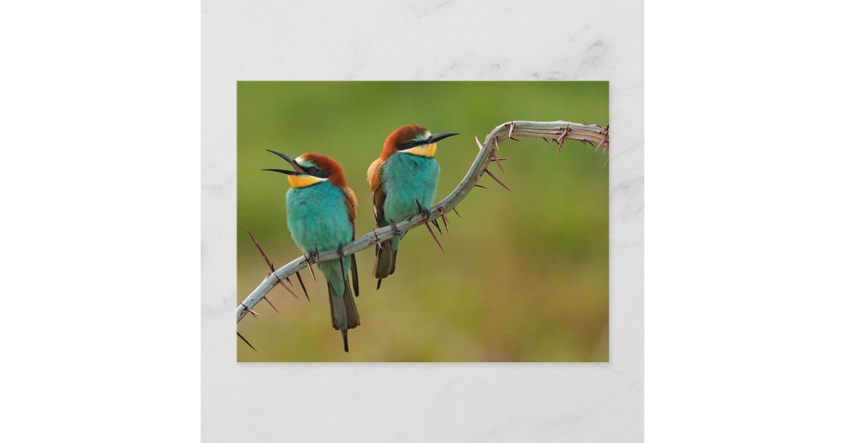 Wildlife Colorful Bee Eater Photo Postcard | Zazzle