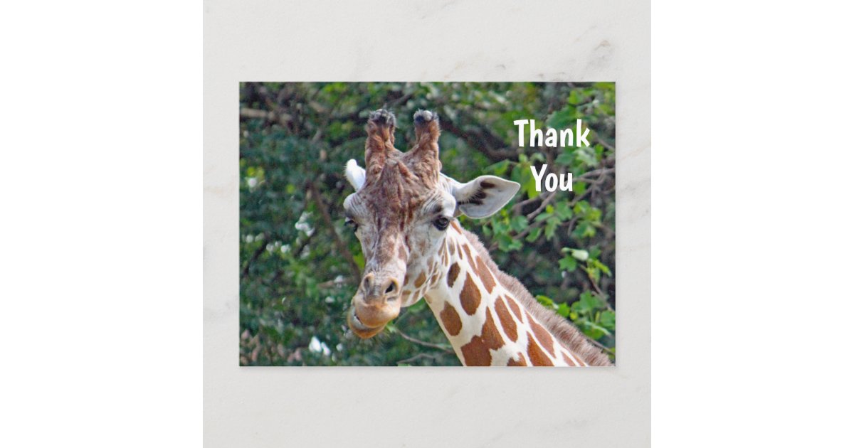 Wildlife Giraffe Photo Thank You Postcard | Zazzle