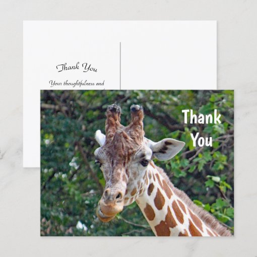 Wildlife Giraffe Photo Thank You Postcard | Zazzle