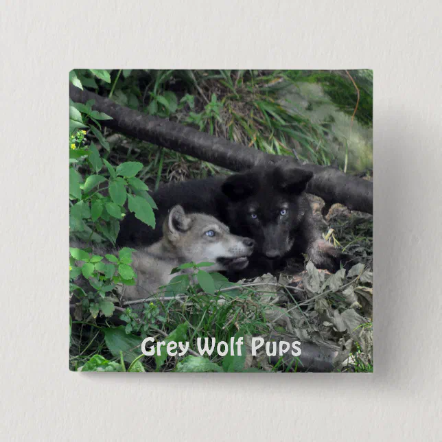 Wildlife Grey Wolf Animal-lover design Pinback Button | Zazzle