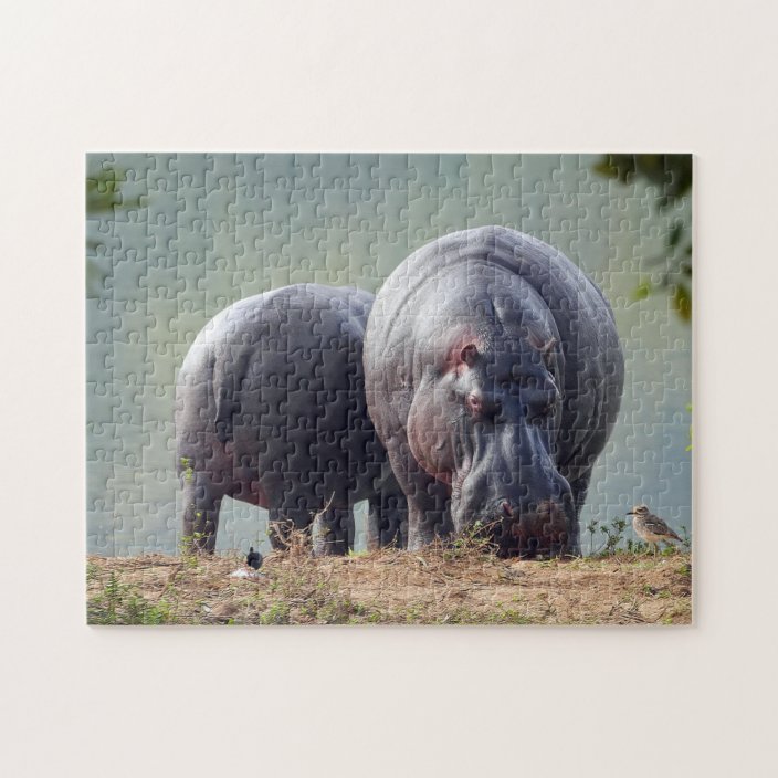 Wildlife Hippo Photo Jigsaw Puzzle | Zazzle.com