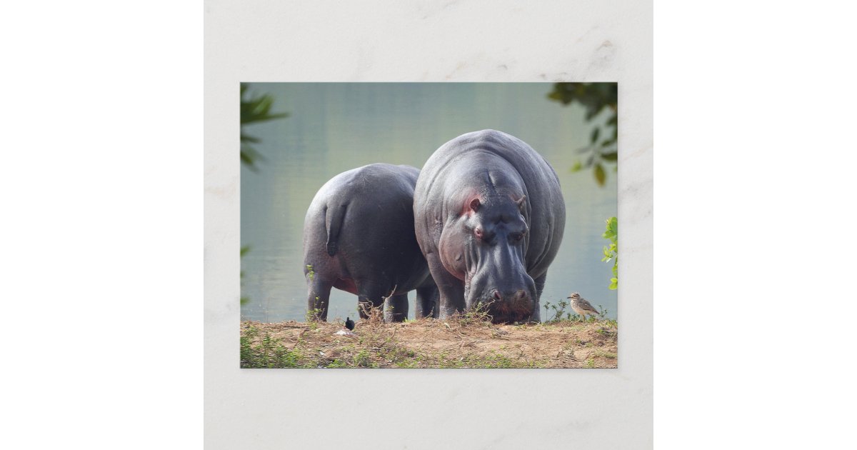 Wildlife Hippo Photo Postcard | Zazzle