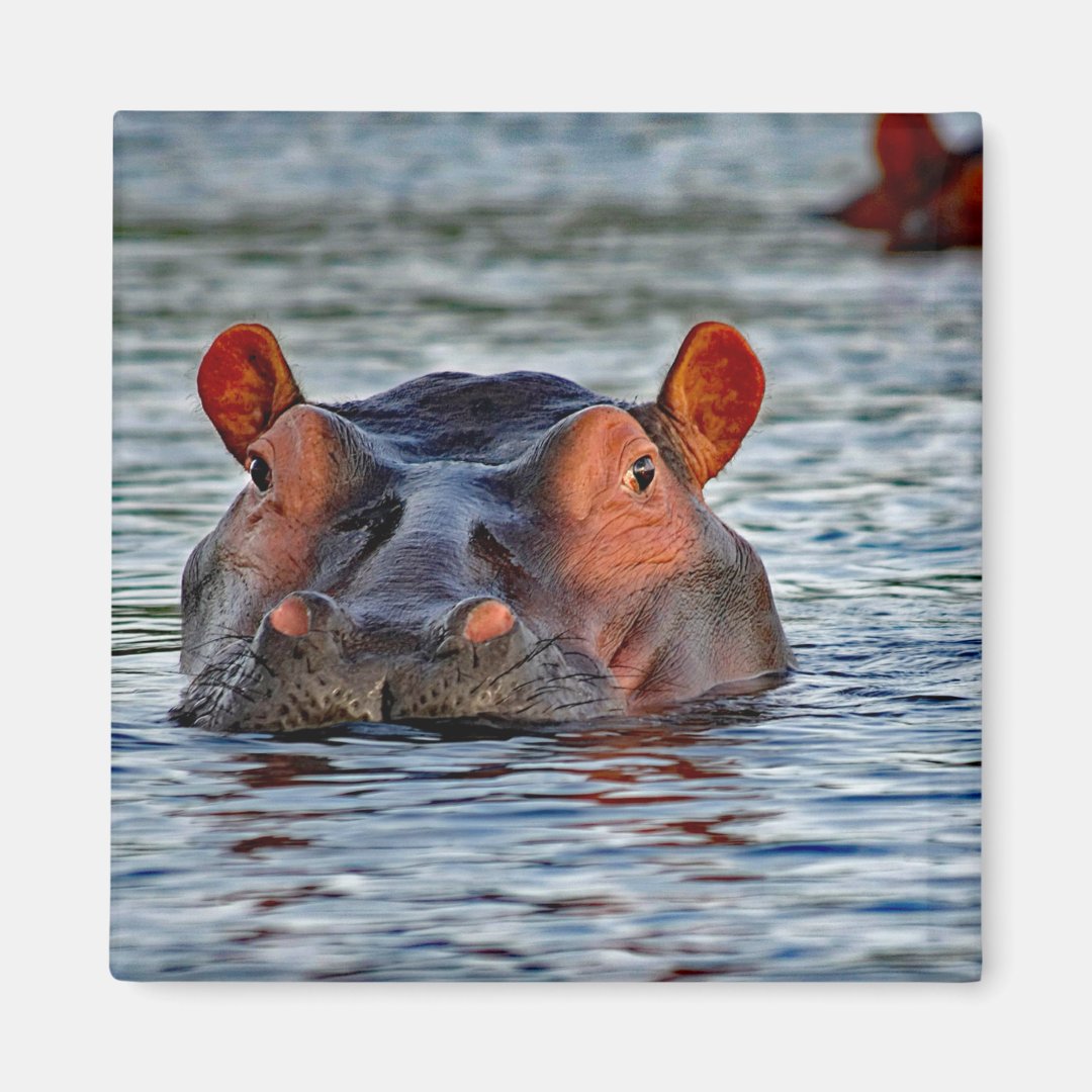 Wildlife Hippo Water Photo Magnet | Zazzle