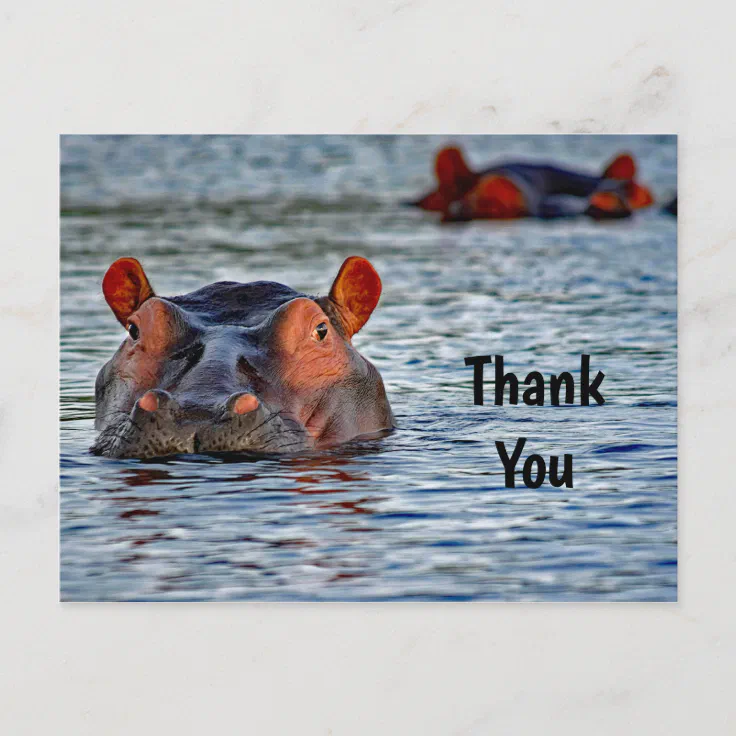 Wildlife Hippo Water Photo Thank You Postcard | Zazzle