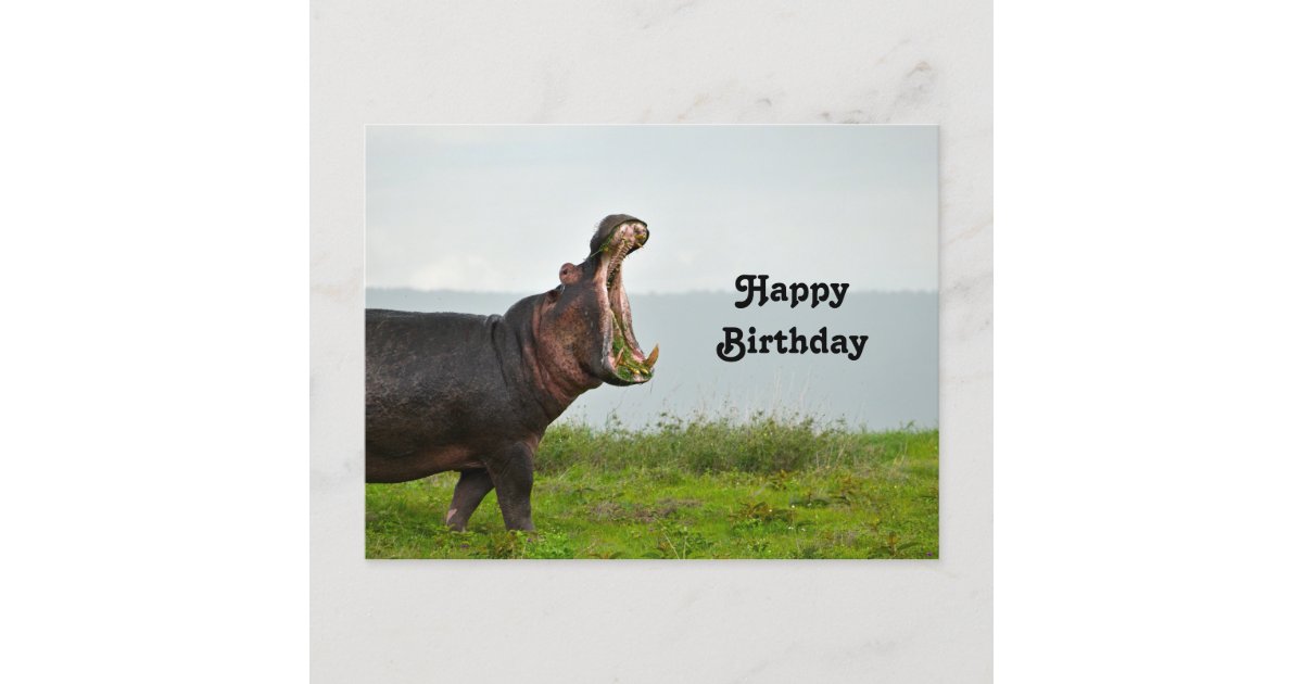 Wildlife Hippopotamus Photo Birthday Postcard | Zazzle