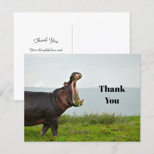 Wildlife Hippopotamus Photo Thank You Postcard | Zazzle