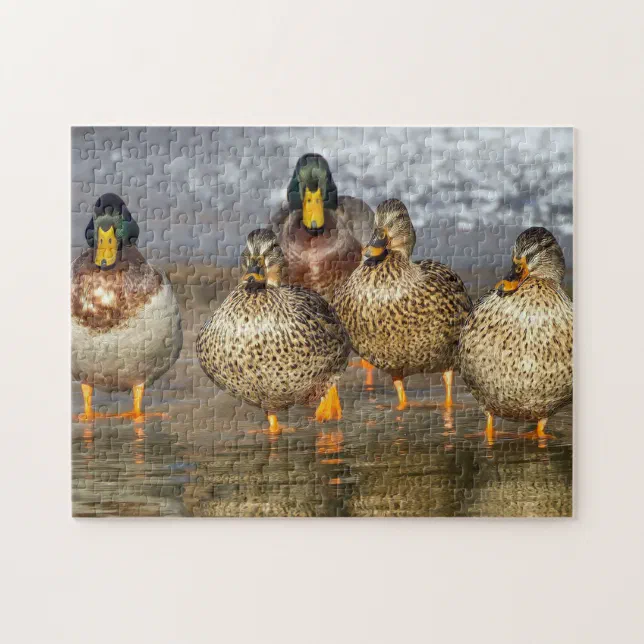 Wildlife Mallard Ducks Photo Jigsaw Puzzle | Zazzle