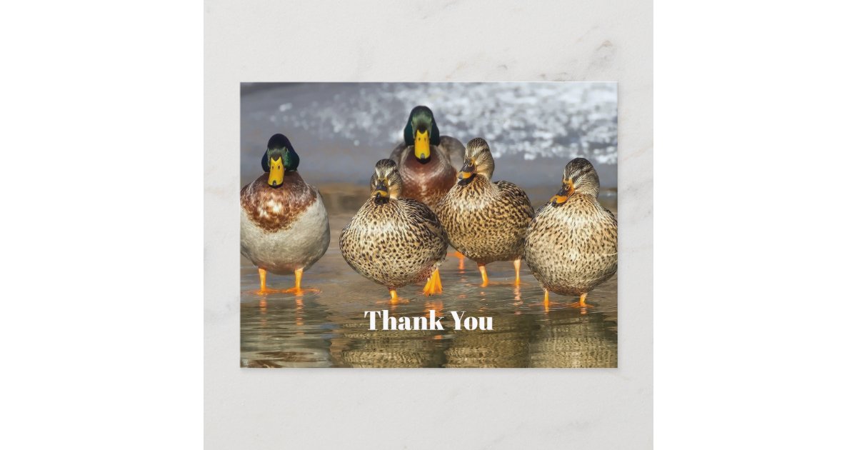 Wildlife Mallard Ducks Photo Thank You Postcard | Zazzle