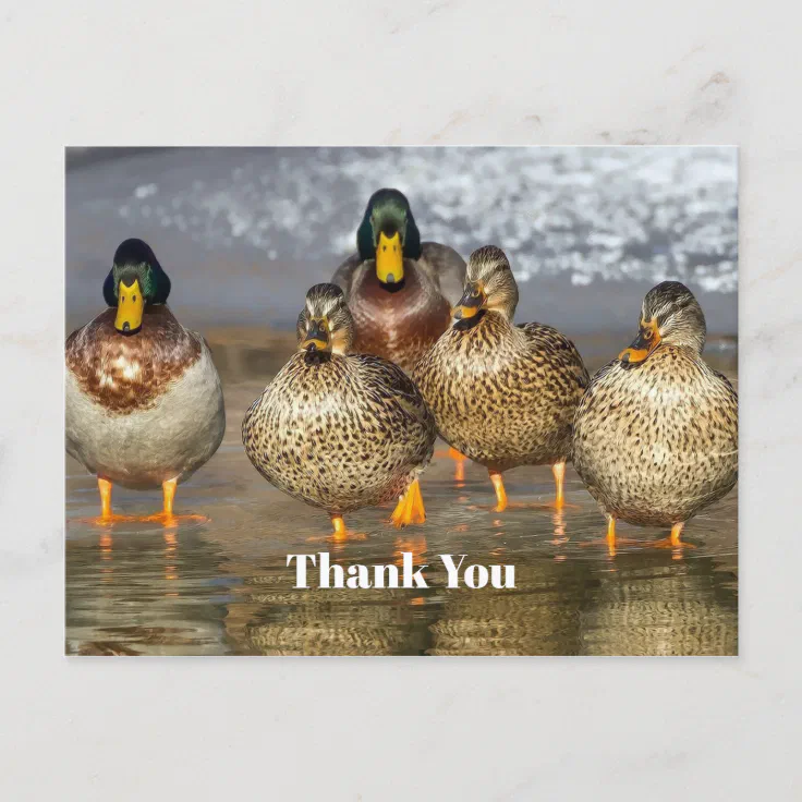 Wildlife Mallard Ducks Photo Thank You Postcard | Zazzle