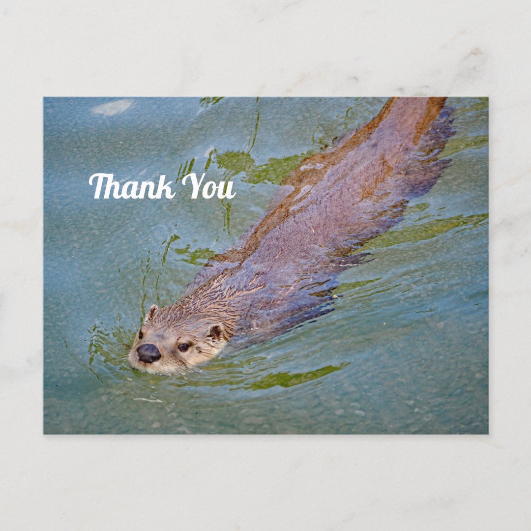 Wildlife Otter Swimming Photo Thank You Postcard | Zazzle