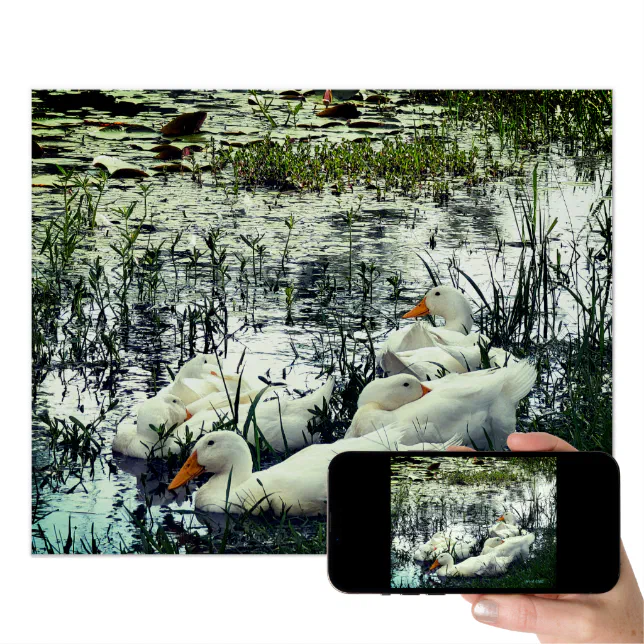 Wildlife Pond Ducks Animals Poster | Zazzle