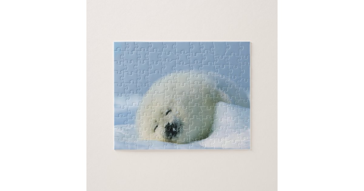 Wildlife Puzzle-Seal Pup Jigsaw Puzzle | Zazzle