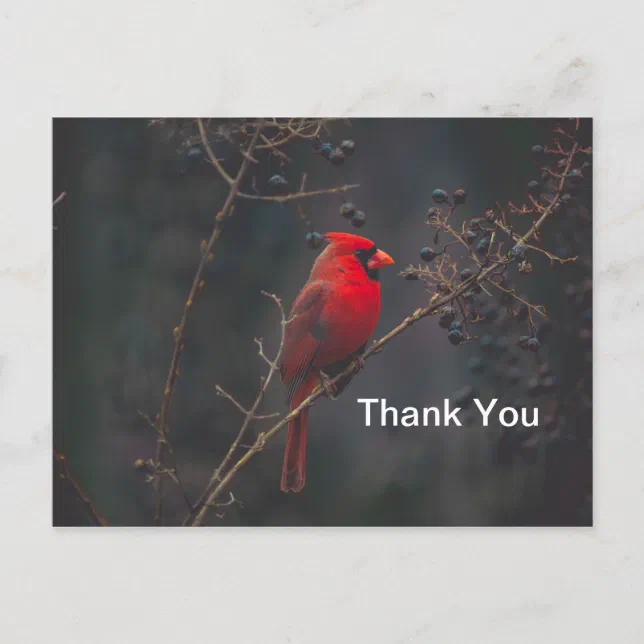 Wildlife Red Cardinal Photo Postcard | Zazzle