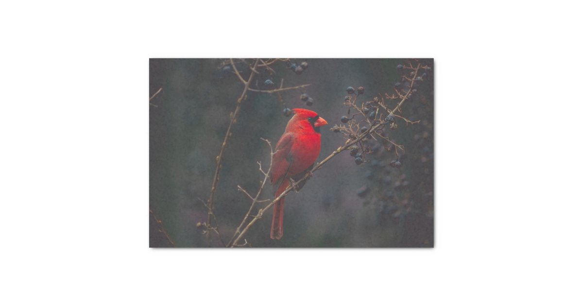 Wildlife Red Cardinal Photo Tissue Paper | Zazzle