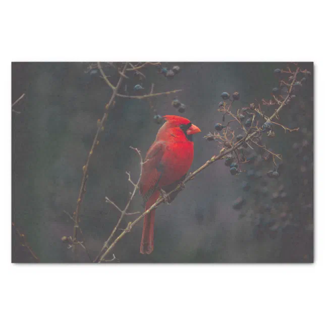 Wildlife Red Cardinal Photo Tissue Paper | Zazzle