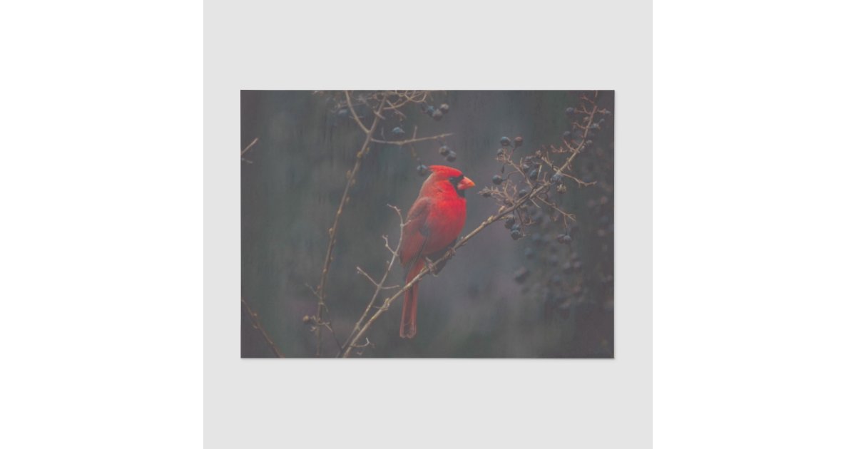 Wildlife Red Cardinal Photo Tissue Paper | Zazzle