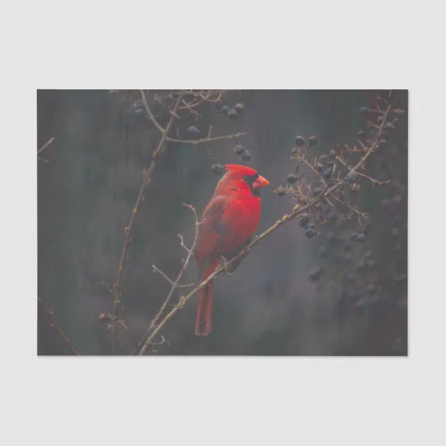 Wildlife Red Cardinal Photo Tissue Paper | Zazzle
