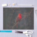 Wildlife Red Cardinal Photo Tissue Paper | Zazzle