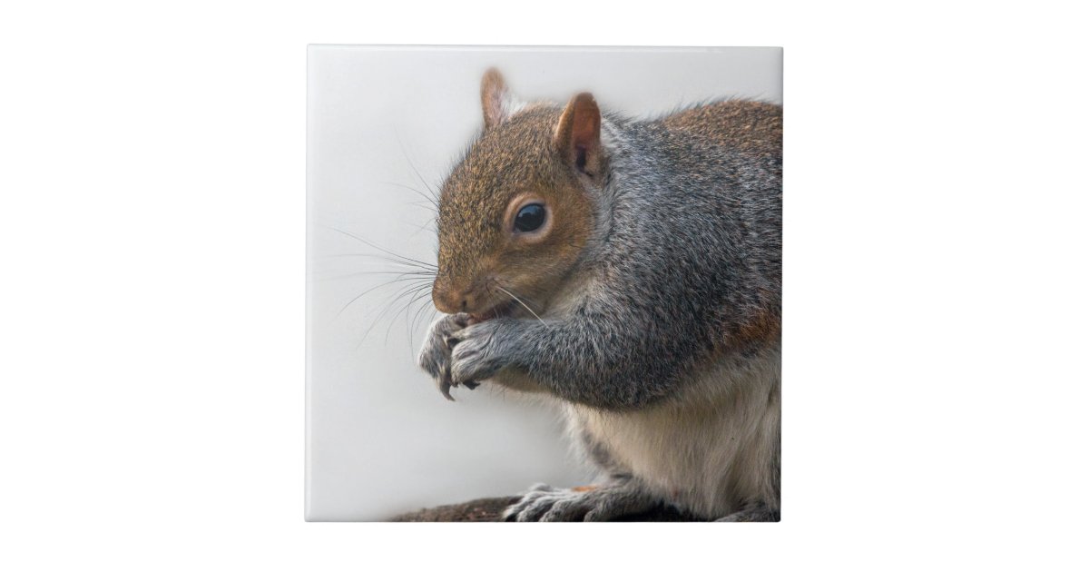 wildlife Squirrel Ceramic Tile | Zazzle