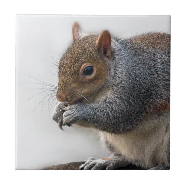 wildlife Squirrel Ceramic Tile | Zazzle