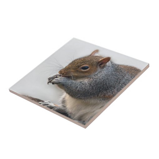 wildlife Squirrel Ceramic Tile | Zazzle
