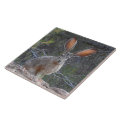 Wildlife tile, ceramic, rabbits, jackrabbit ceramic tile | Zazzle
