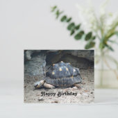 Wildlife Tortoise Reptile Photo Birthday Postcard | Zazzle