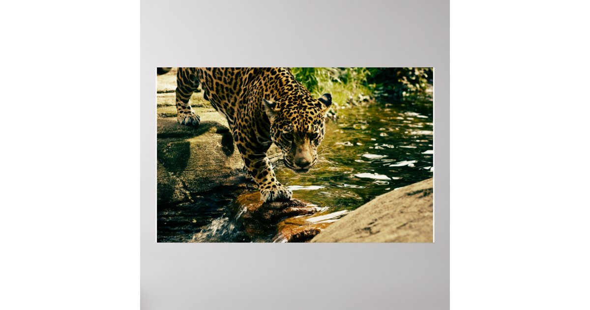 Wildlife Wildcat Animal Leopard Nature Poster | Zazzle