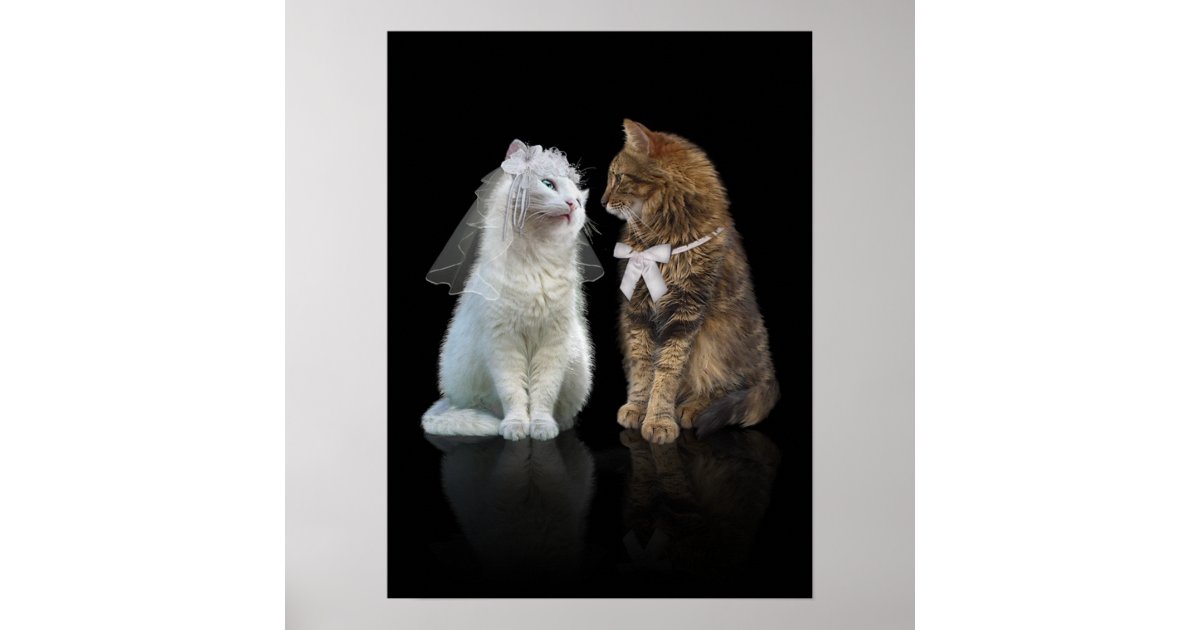 Will you meow me? poster | Zazzle