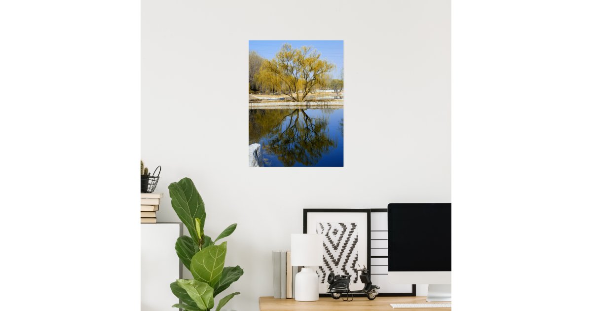willow reflection poster | Zazzle