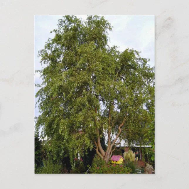 Willow Tree Postcard | Zazzle