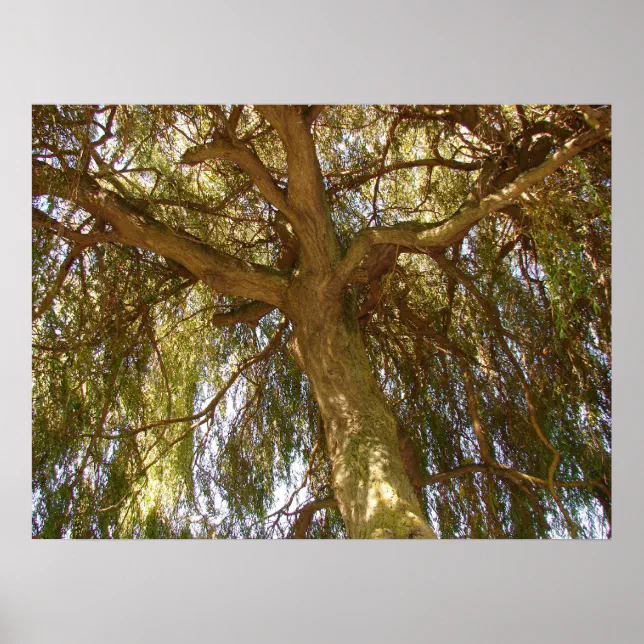 Willow Tree Poster | Zazzle