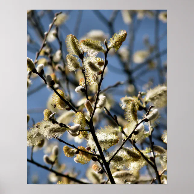 WILLOW TREE POSTER | Zazzle