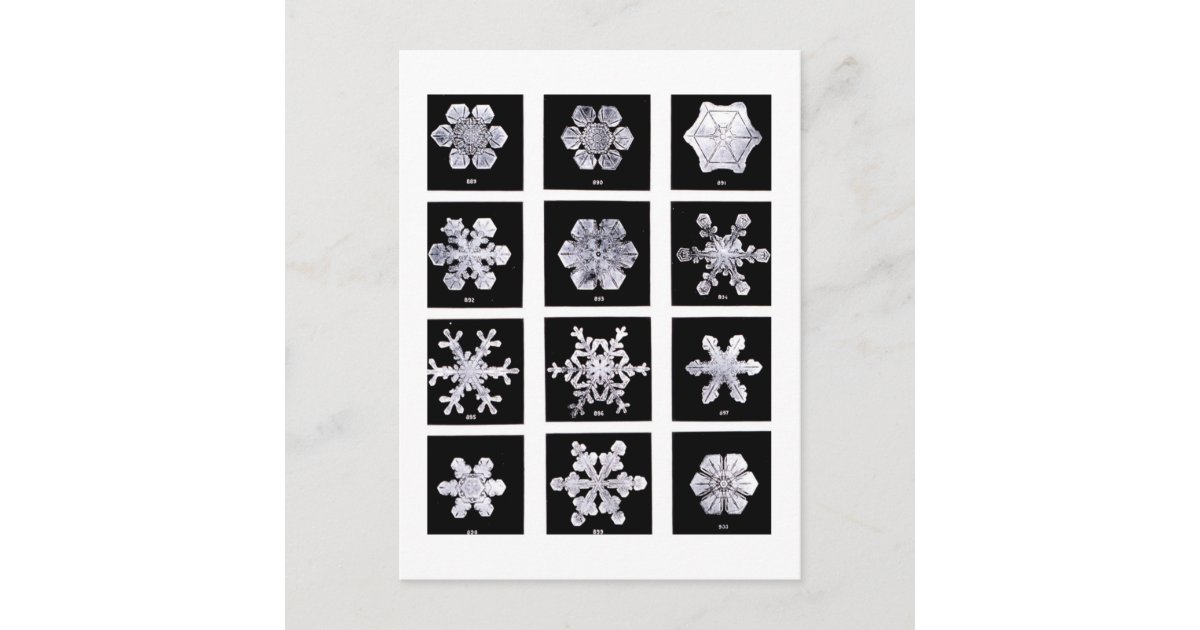 Wilson Bentley Snowflakes Postcard | Zazzle
