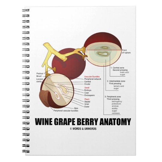 Wine Grape Berry Anatomy Scientific Diagram Notebook | Zazzle.com
