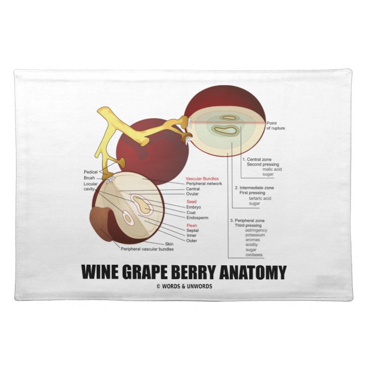 Wine Grape Berry Anatomy Scientific Diagram Placemat | Zazzle