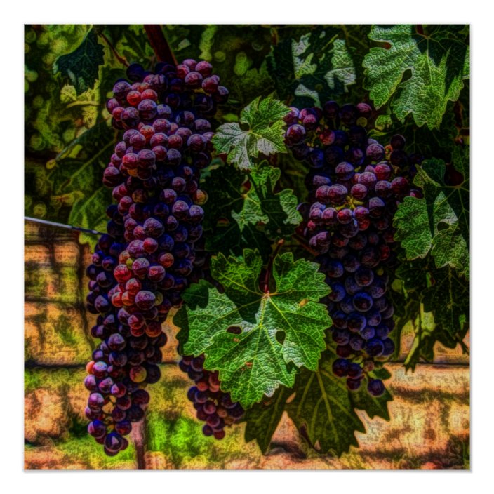 Winery Grapevine sunny tuscany vineyard grapes Poster | Zazzle.com