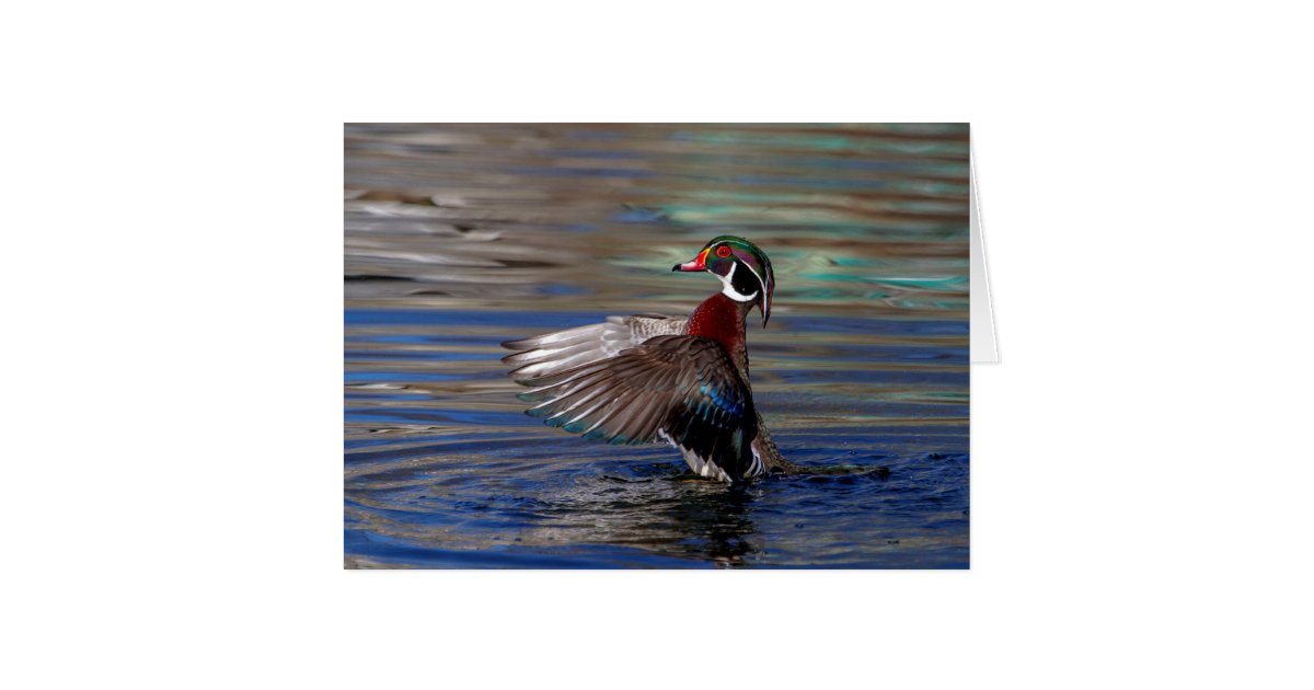 Wing Flapping Wood Duck | Zazzle