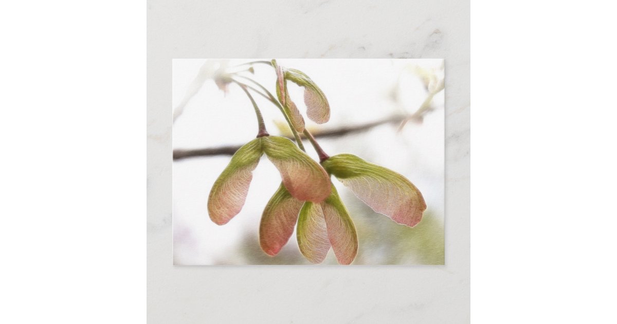Winged Maple Seed Pods Postcard | Zazzle