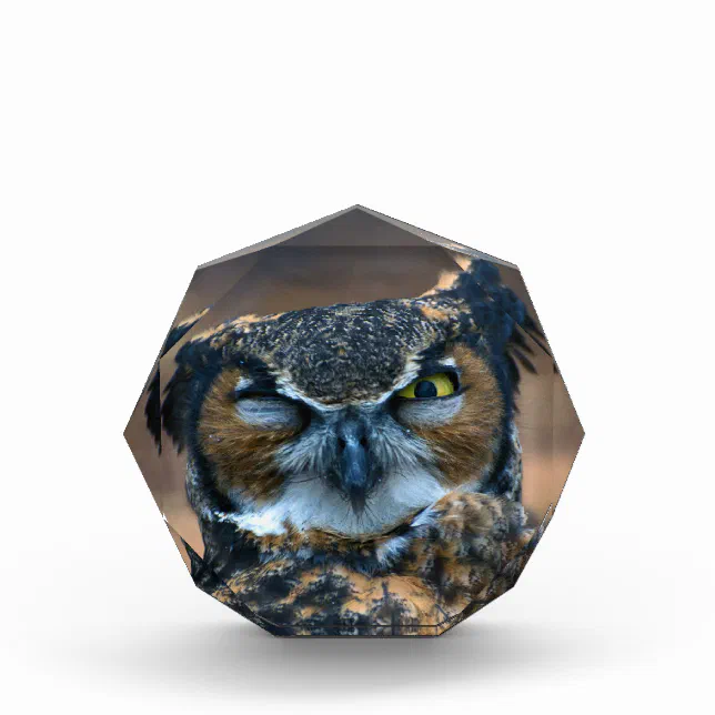 Winking Owl Award | Zazzle