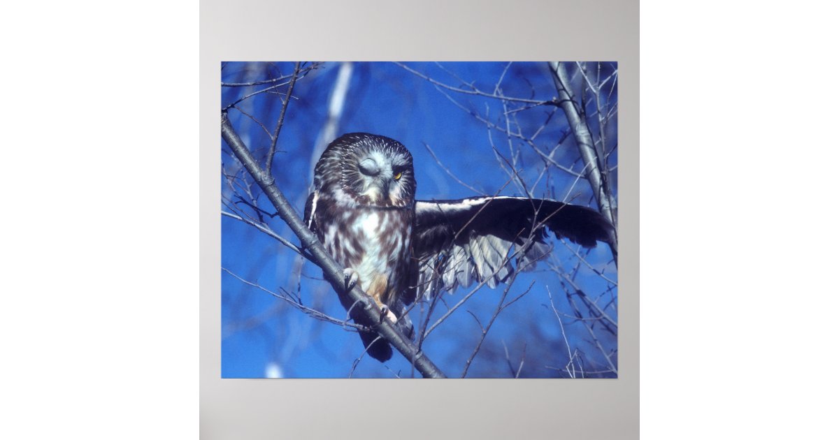 Winking owl poster | Zazzle