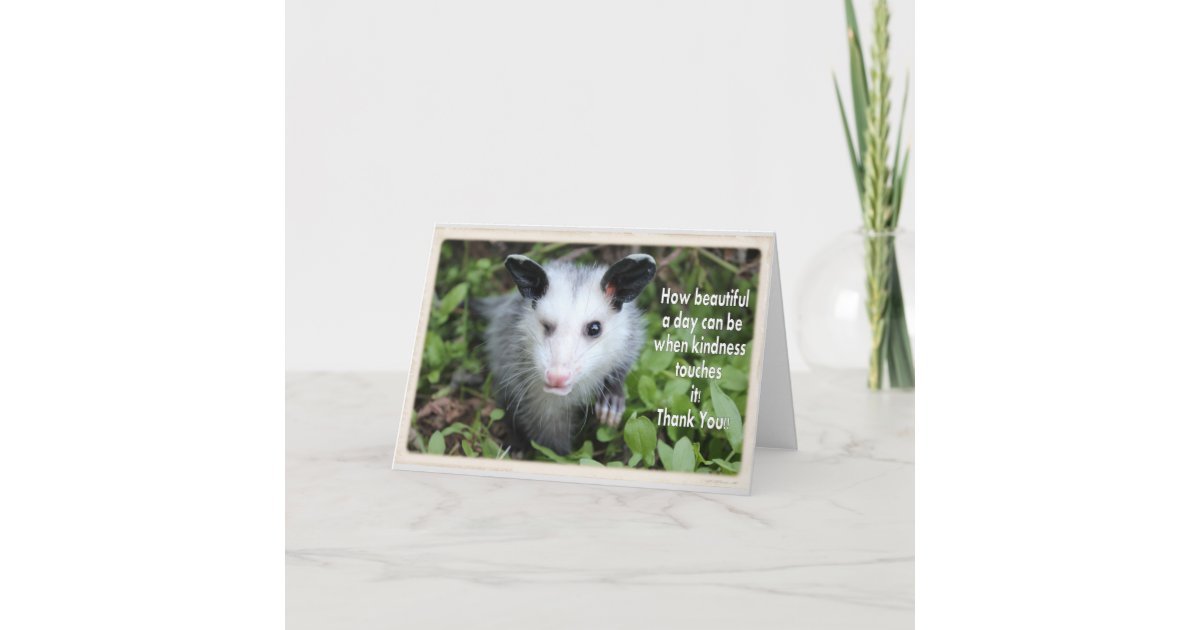 Winking possum thank you card. | Zazzle