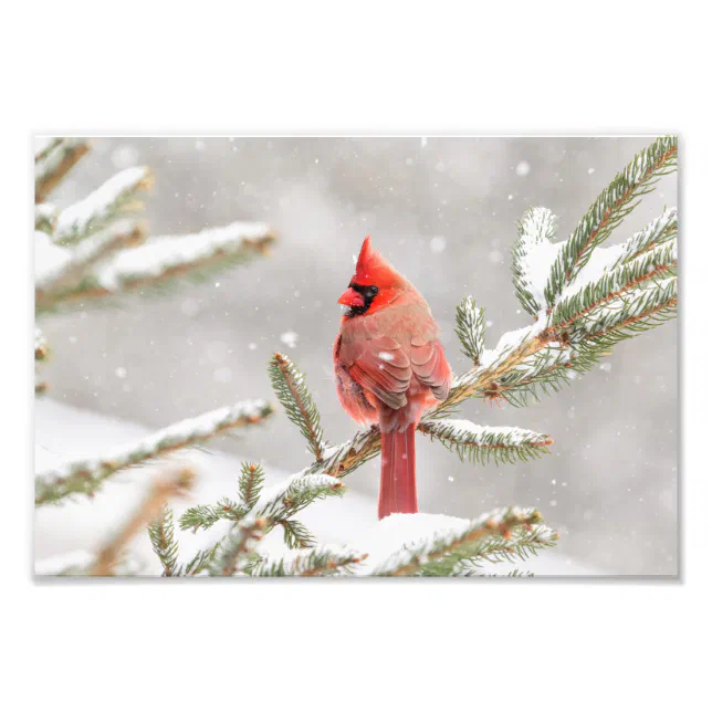 Winter Cardinal Photo Print | Zazzle