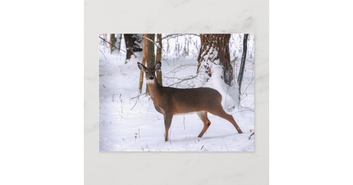 Winter Doe Postcard | Zazzle