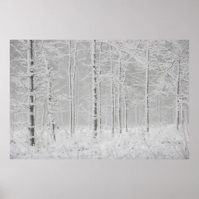 Winter forest landscape with snowy winter trees poster | Zazzle