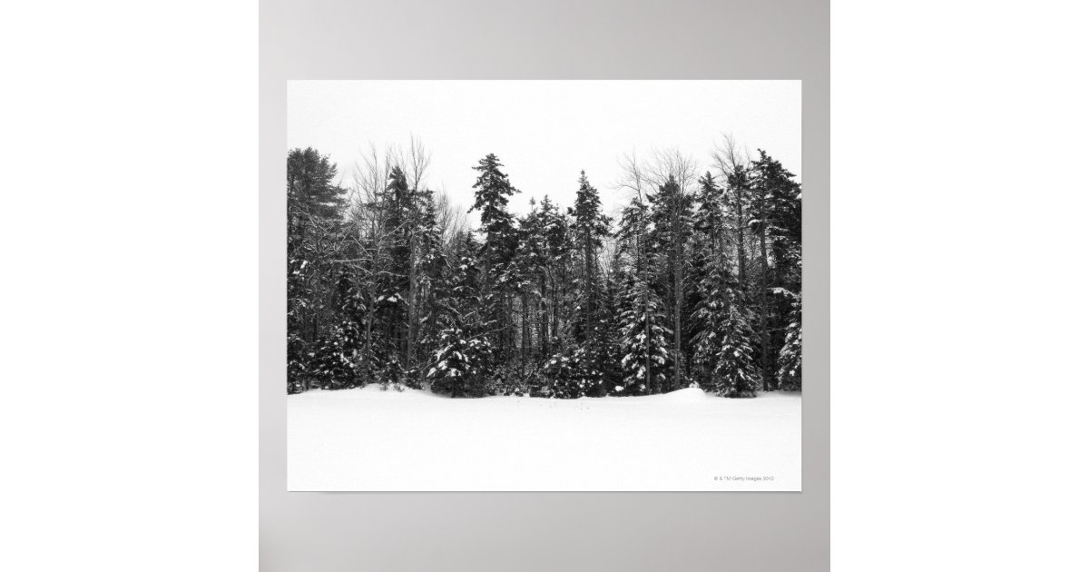 Winter forest trees covered in falling snow poster | Zazzle