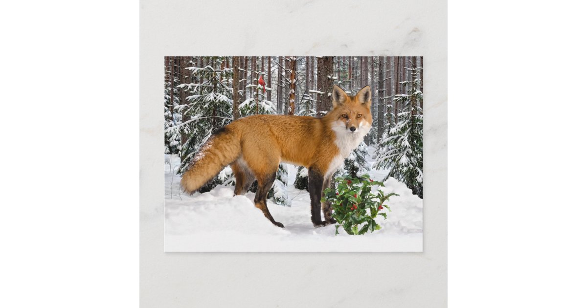 "Winter Fox" Holiday Postcard | Zazzle