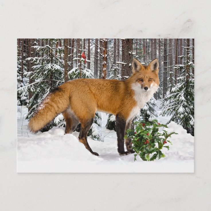 "Winter Fox" Holiday Postcard | Zazzle