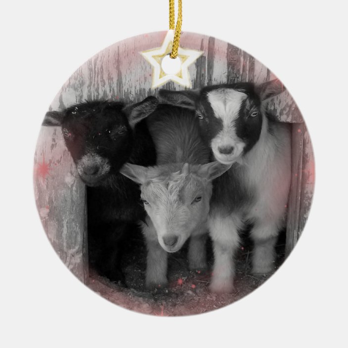WINTER GOAT BABIES CHRISTMAS ORNAMENT | Zazzle.com